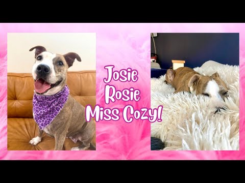 Dog for adoption - Josie Rosie loves to snuggle so cozy