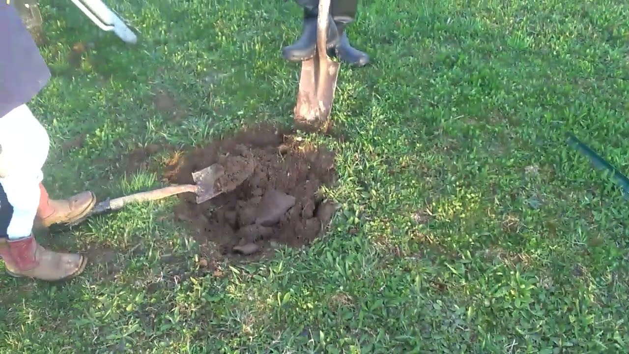 Planting a Corkscrew Willow Tree