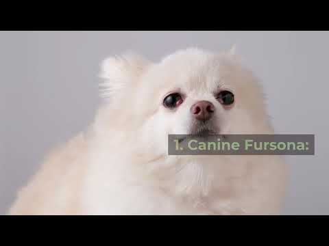 What is Fursona? and What is My Fursona Personality Test Quiz.