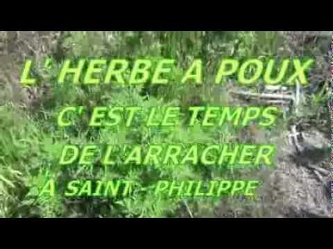 L' herbe à poux à Saint - Philippe - De - La Prairie