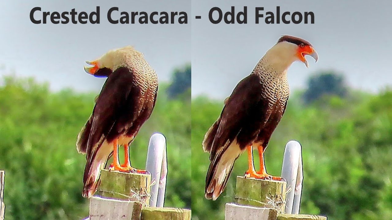 Crested Caracara Calling Sounds