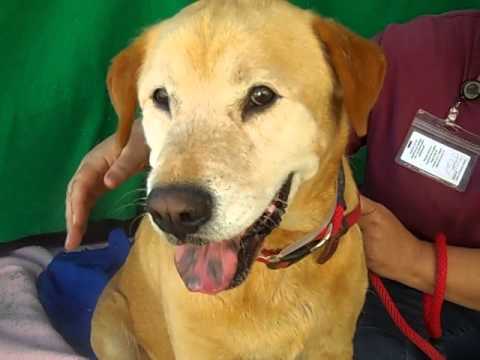 A4764751 Buster