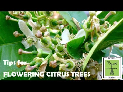 Flowering citrus trees - yellowing leaves and dropping fruit