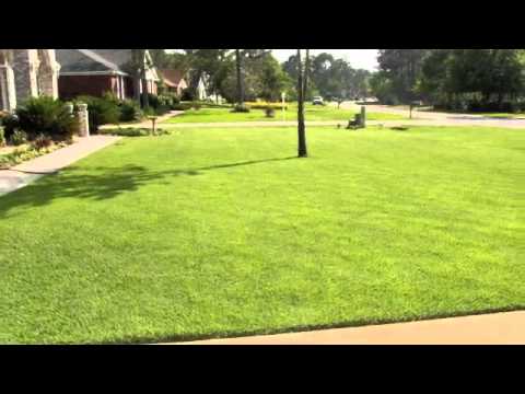 EMPIRE Sod / Turf / Grass from Big Earth Landscape Supply in Tampa, Sarasota, Palmetto, Bradenton