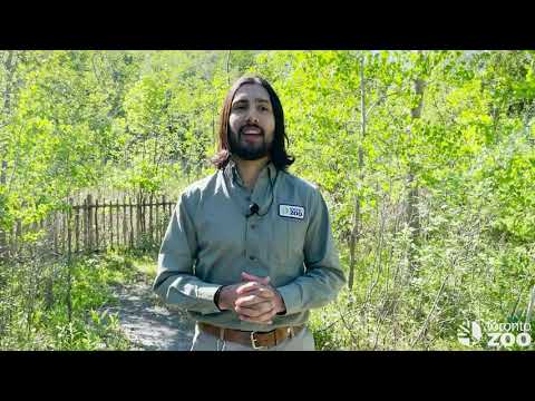 The Creation Story - National Indigenous History Month