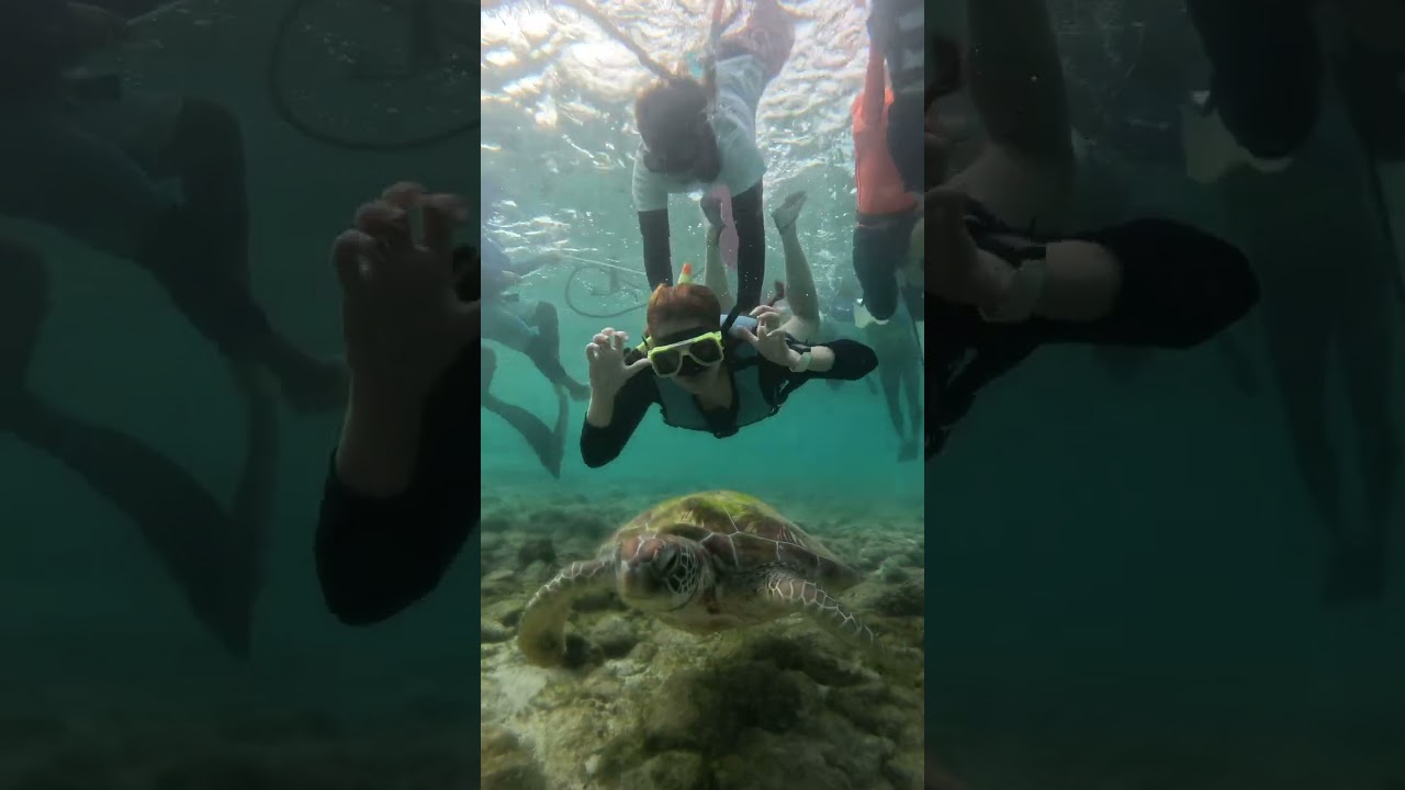 Tour Guide Pushed Her Into Turtle