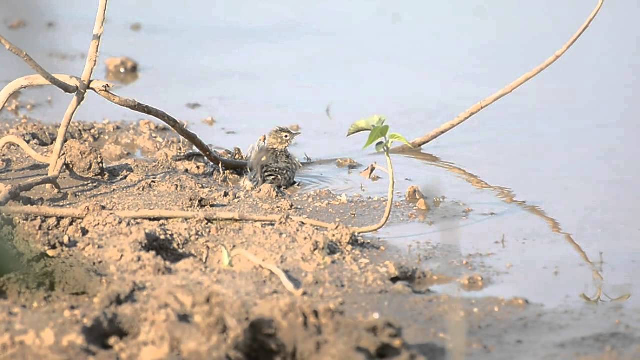 Tree Pipit - Bathing bird