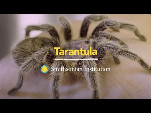 Introducing the Tarantula