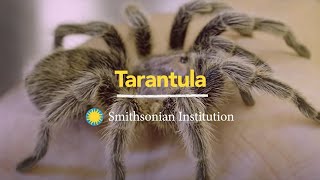 Introducing the Tarantula | Smithsonian Institution