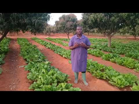 short introduction on the reasons to why Agriculture is much important.