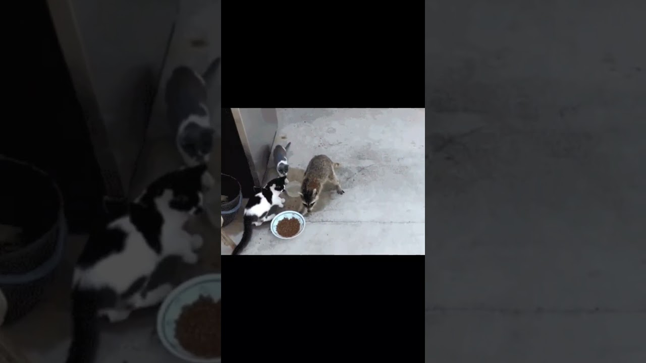 Funny daily gifs.  #shorts