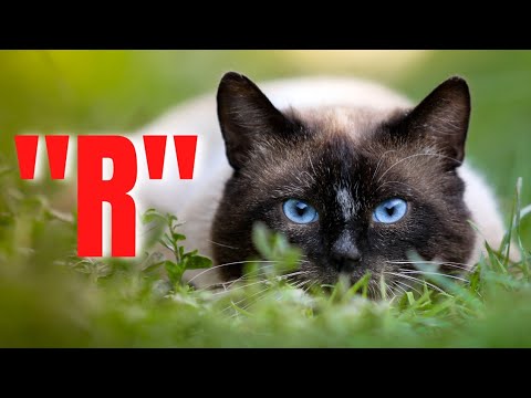 Cat Names That Start With R- 2024