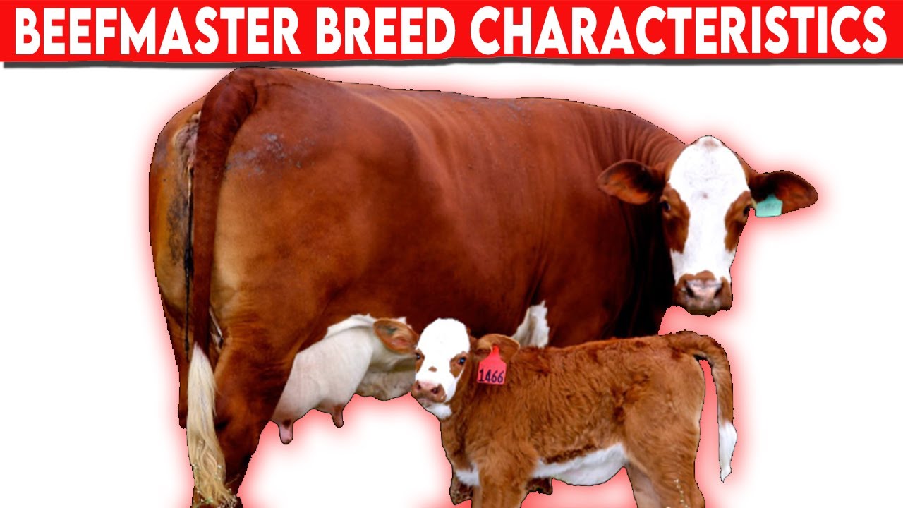 ⭕ Beefmaster Breed Characteristics ✅  Biggest Bulls And Cows