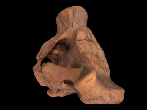 The Pelvis