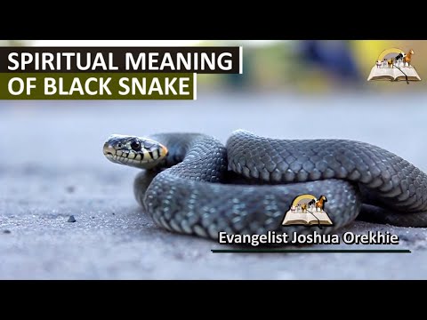 Spiritual Meaning of Black Snakes - Black Snake Dream Meaning