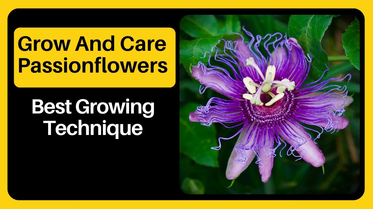 Cultivating Tranquility: A Comprehensive Guide to Growing Passionflowers