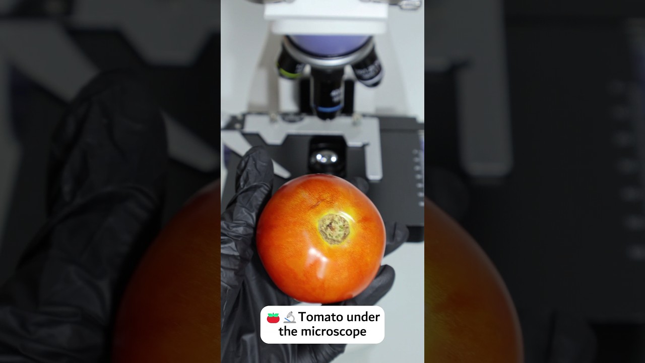 🍅 Tomato under the microscope 🔬 #underthemicroscope #microscope