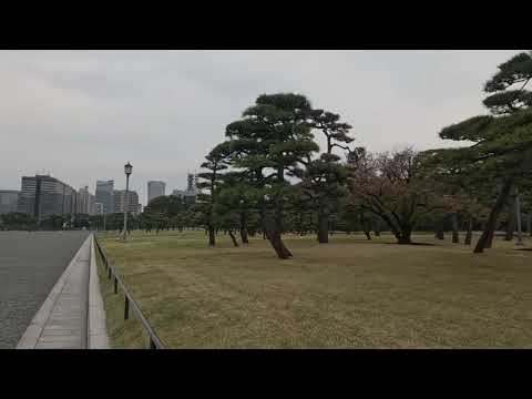 Walking in Japan: Sakura Views at Tokyo's Imperial Palace ♫🎹 Johnny JAM🎸