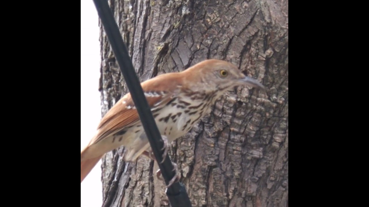 Brown Thrasher