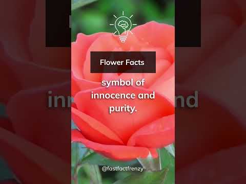 Why is the Daisy a Symbol of Innocence and Purity? Unveiling its Hidden Meaning! #FlowerSymbolism