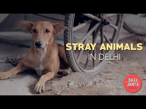 Dilli Janta Speaks: Are stray animals a problem in Delhi ?
