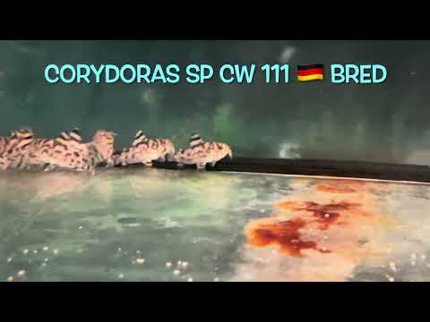 Corydoras sp CW 111 π©πͺ bred