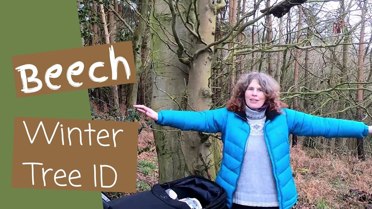 Beech (Fagus sylvatica) - Winter Tree Identification for Forest School