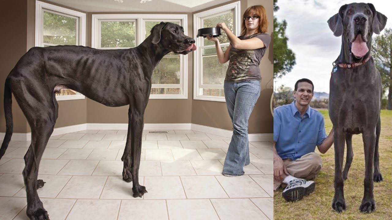 10 Biggest Dog Breeds in the World