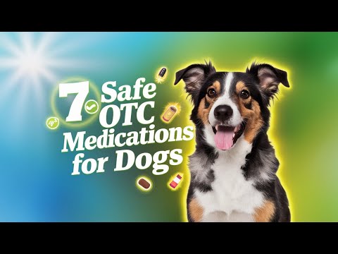 7 Safe and Effective OTC Human Medications for Dogs | Pets Caring Hub