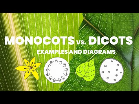 Learn easy to observe characteristics of monocots and dicots | Monocotyledons vs. Dicotyledons