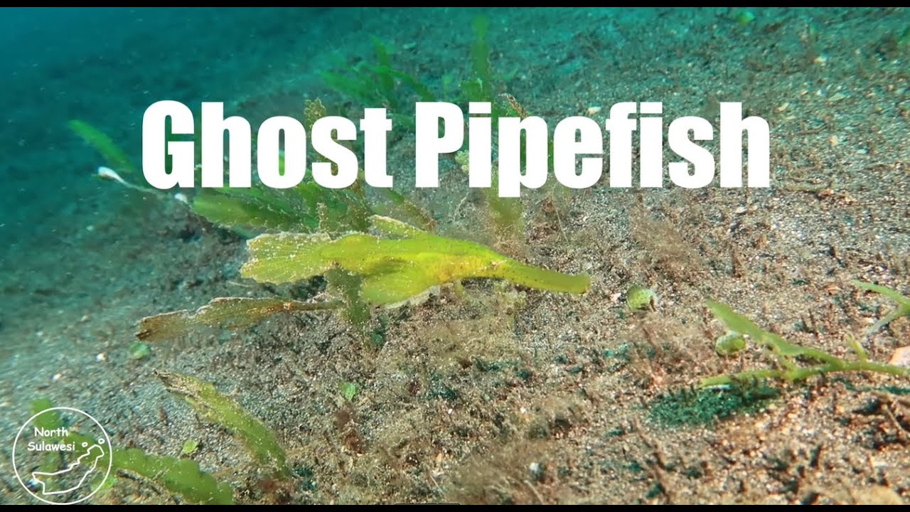 Ghost pipefish (Solenostomus) of North Sulawesi - Indonesia