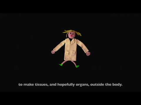 What Is Tissue Engineering?