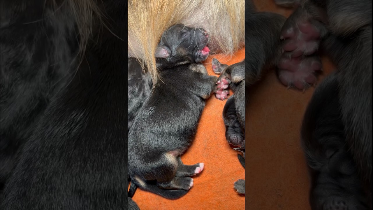 Day 2 Vlog with New Born German Shepherd Long coat baby #germanshepherd #gsd #germanshepherdpuppy