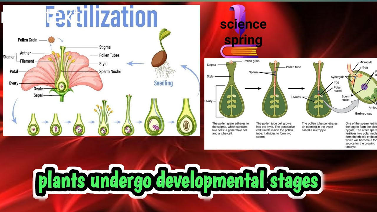 Fertilization in plants|steps,types and diagram