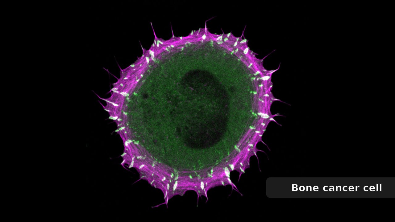 Research in the Cell Migration Lab
