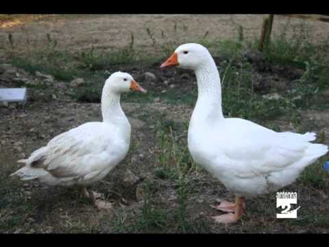 Mondopapera: Come allevare le oche