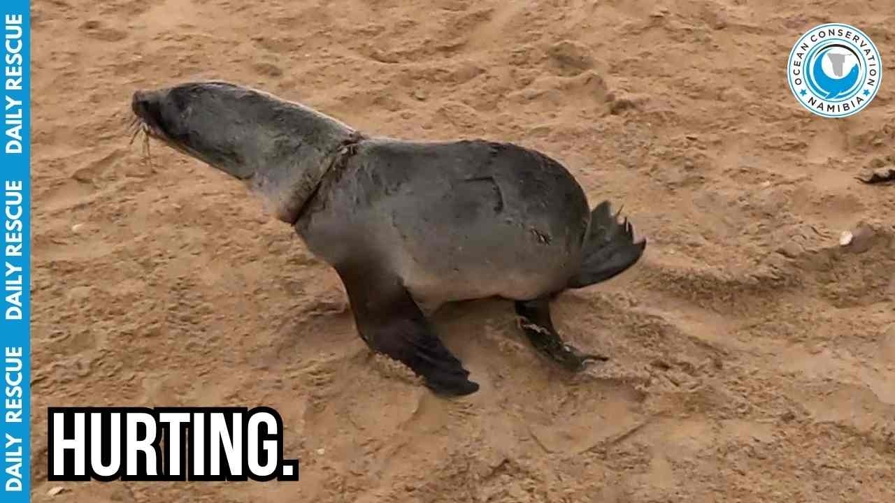 Found: A Seal with a Hook in Its Flipper