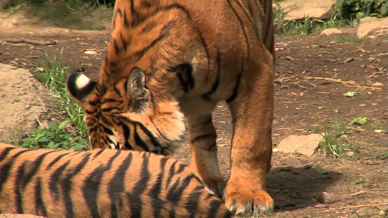 Tiger Ear Spots-Cincinnati Zoo