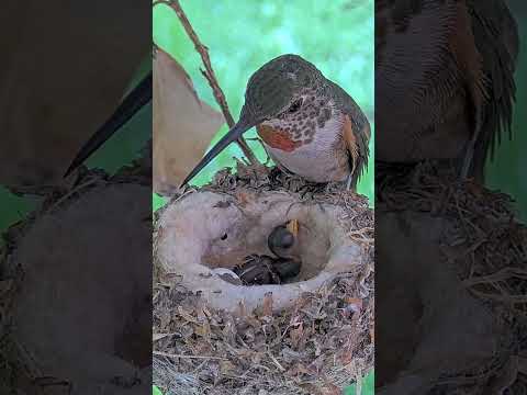 CUTE JUST HATCHED HUMMINGBIRD CHICK GET FEED FOR THE FIRST TIME. #babyhummingbirds