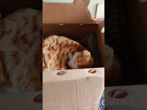 Unboxing perfect petzz orange tabby cat ๐๐บ, breathing soft toy with adoption card #shorts #animals