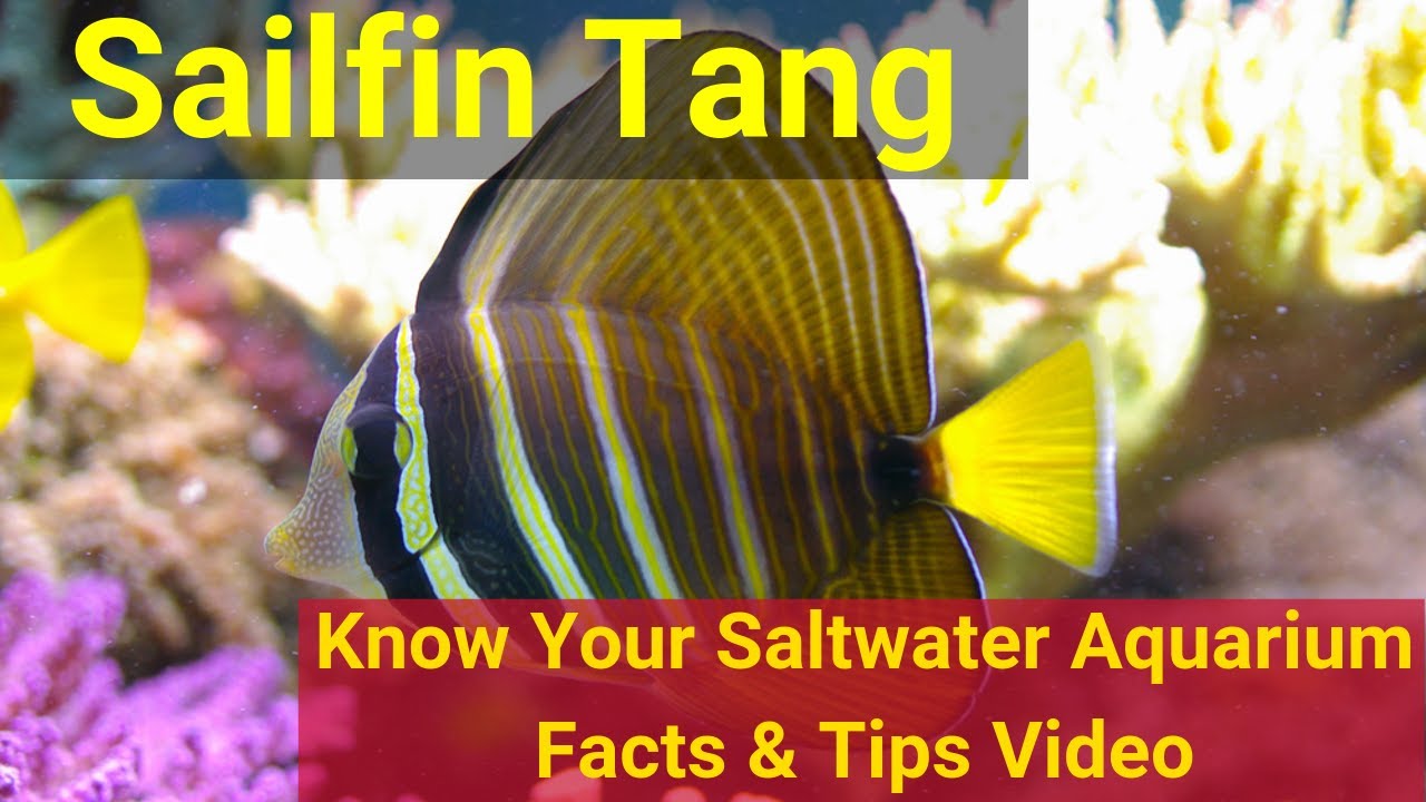 Sailfin Tang (Zebrasoma veliferum). Know Your Saltwater Aquarium Tangs : Facts & Tips