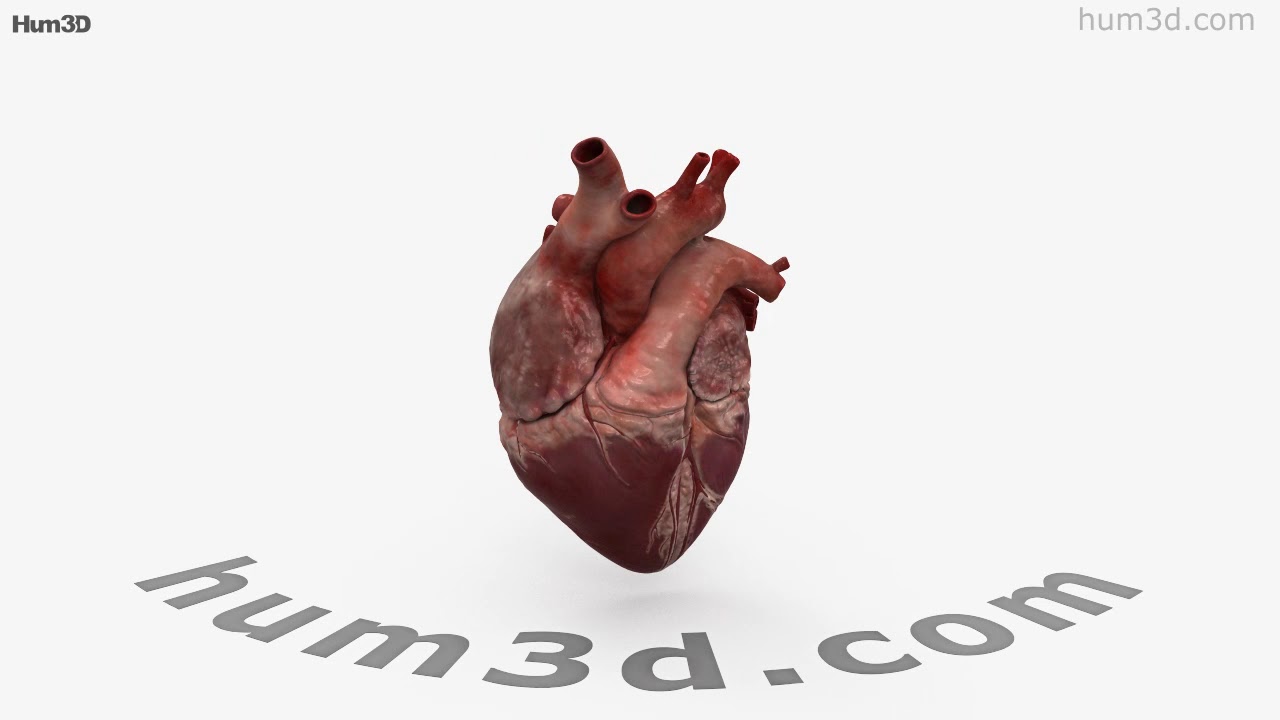 Human Heart 3D model by 3DModels.org