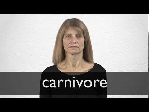 CARNIVORE 释义 | 柯林斯英语词典