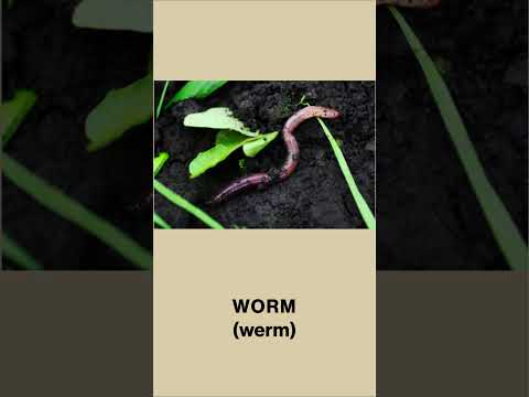 Pronounce Worm in English