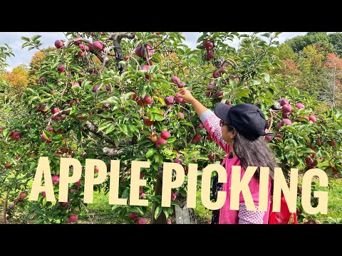 The 6 Best Apple Orchards In Connecticut For A Fall Day