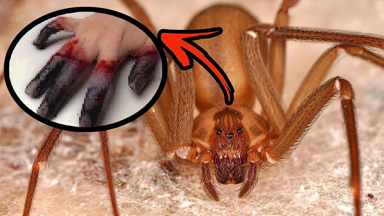 BROWN RECLUSE SPIDER: 10 Facts you should know