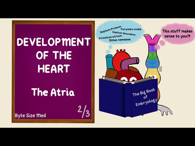 Understanding the Development of the Atria in Cardiac Embryology ...