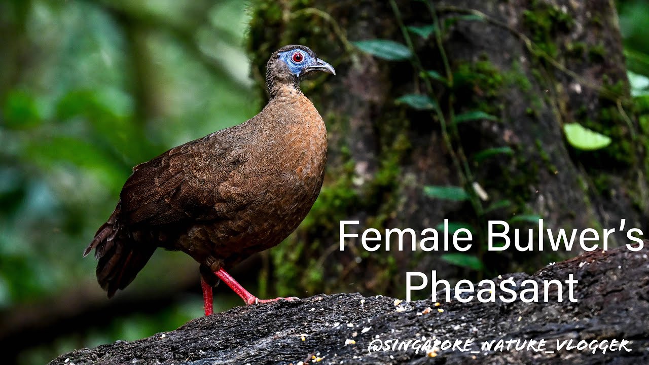 Female Bulwer’s Pheasant at Trusmadi in Malaysia