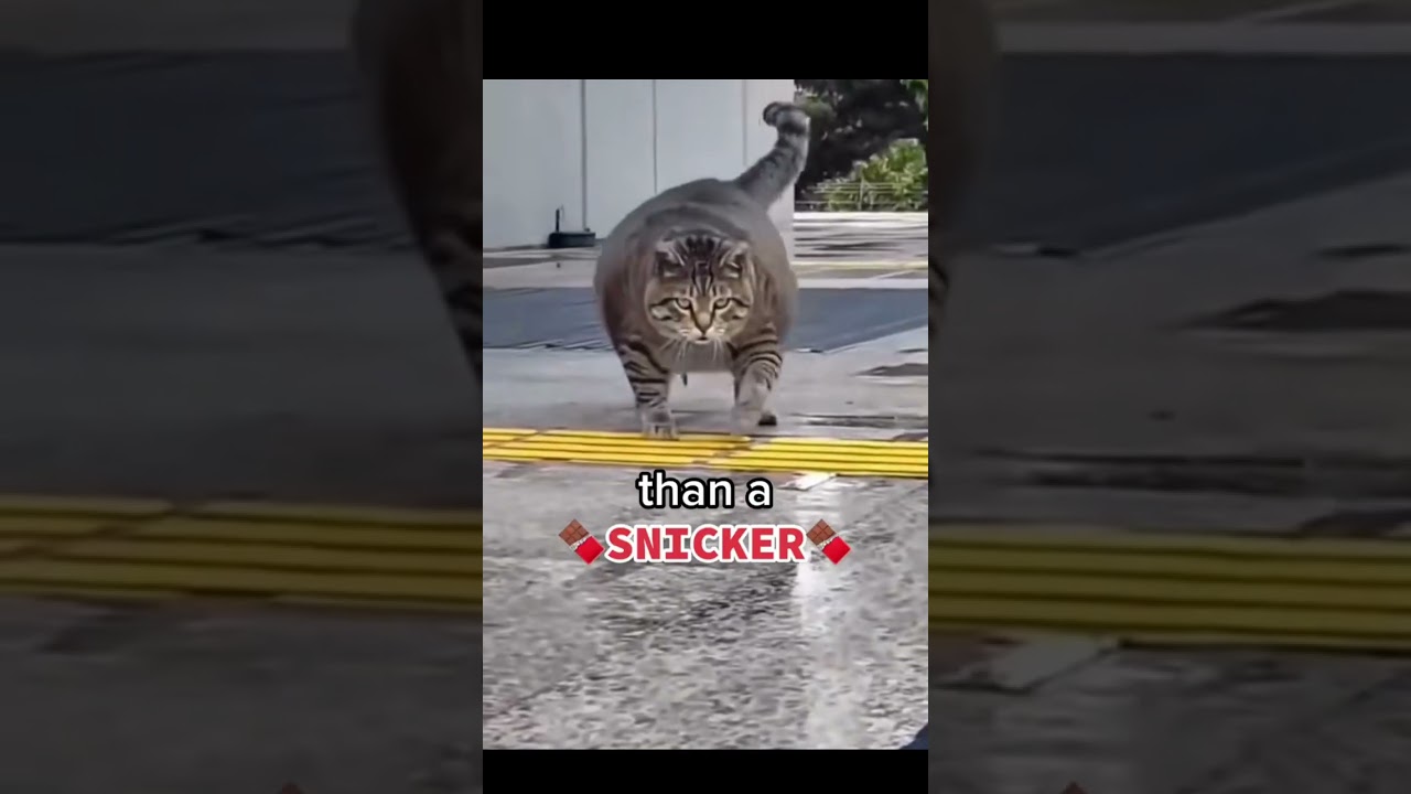 Kitty is thicker than a Snicker! || 😻😂😻 #shorts Funny cats!