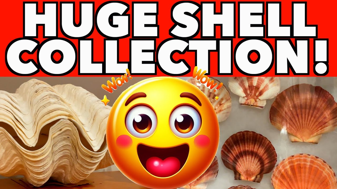 HUGE shell collection | Best shell collection ever